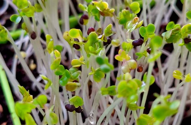 The Best Microgreens For Garnish