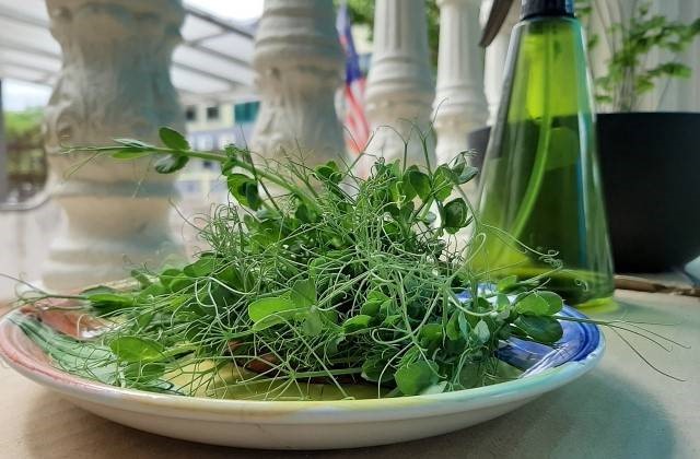 Growing Microgreens In Hydroponics