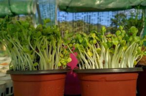 Growing with the Best Soil For Microgreens