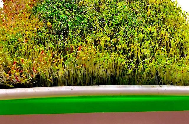 4 Benefits of Microgreens