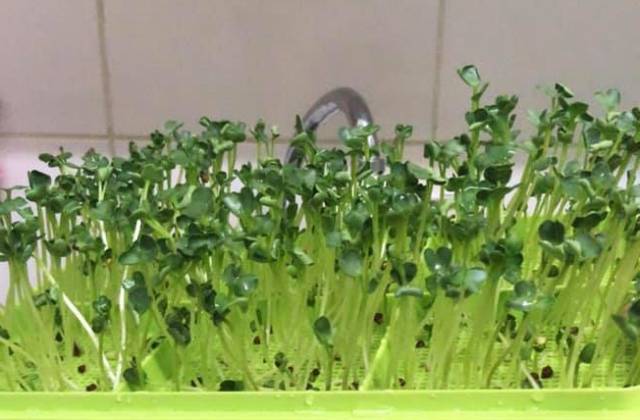Grow Your Best Microgreens with Hamama Microgreens Grow Kit