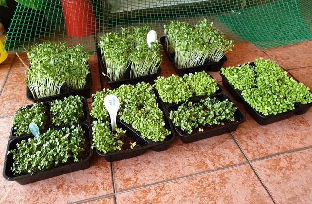 Pros and Cons of the Hamama Grow Kit