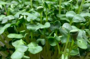 Growing Asparagus Microgreens