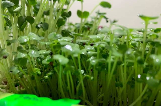 How to Grow Microgreens With Best LED Lights