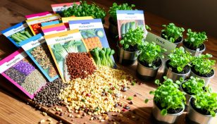 The Ultimate Guide to Microgreen Seeds: What to Grow and How